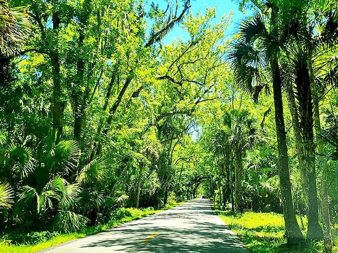 Sunlight filters through the dense canopy, creating a dappled light show that no theme park could ever replicate, no matter how hard they tried.