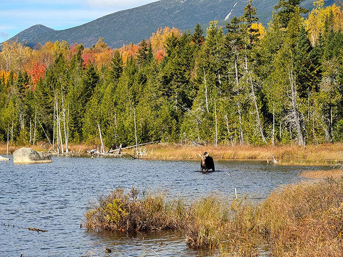 A moose enjoys happy hour at the local watering hole. When you're that big, nobody questions your fashion choices or table manners.