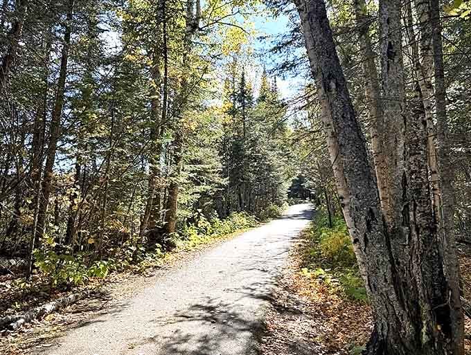 Sunlight dapples this forest path like nature's own spotlight system, guiding adventurers toward the thundering falls ahead.