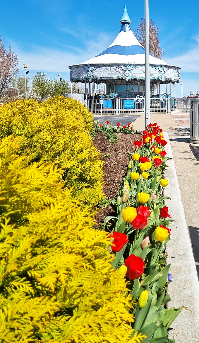 Spring explodes in yellow and red along the Riverwalk, proving that Detroit knows how to dress up for the seasonal party.