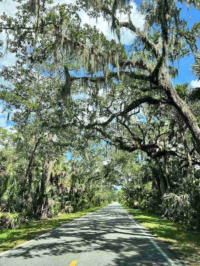 The Ormond Scenic Loop delivers exactly what it promises, a winding ribbon of road through landscapes so pretty you'll forget you're technically still running errands.
