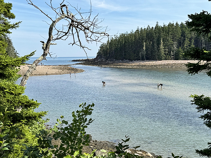 Crystal clear waters invite exploration, where wading visitors discover a world typically hidden beneath the waves.