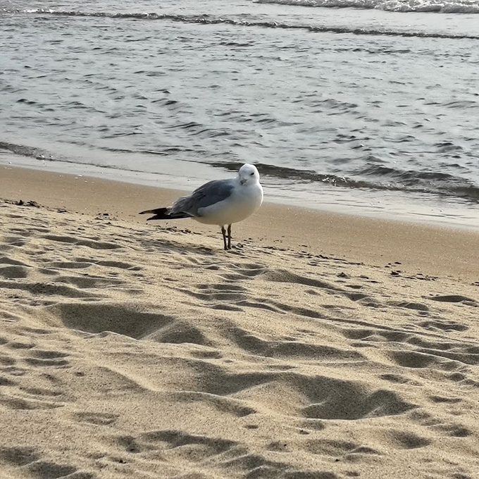 "Shore security on duty", this feathered local seems to be conducting a very serious inspection of your beach credentials.