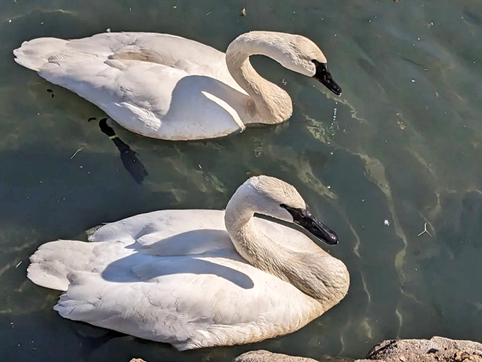 Elegant trumpeter swans glide across calm waters, their graceful presence adding to the trail's magical atmosphere.
