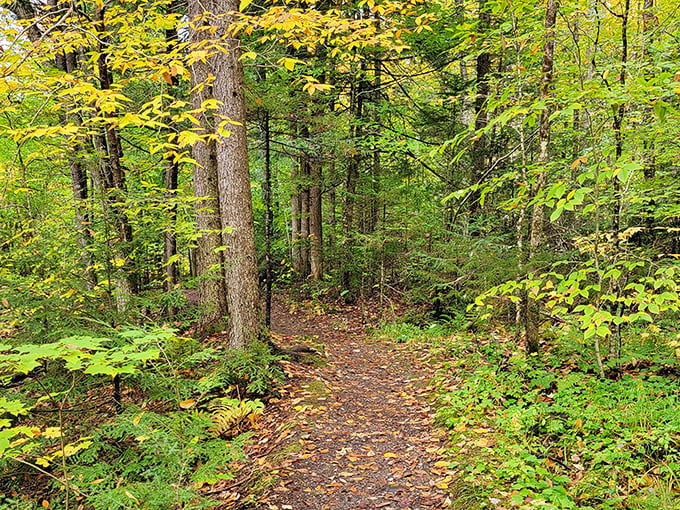 The forest path meanders alongside the water, promising new discoveries around every gentle curve.