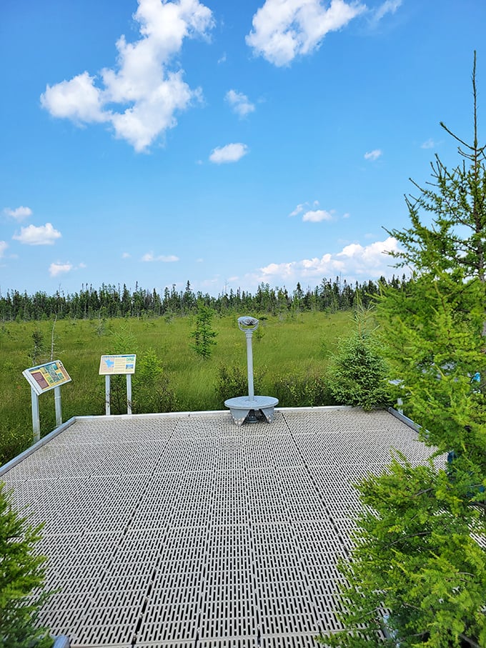 This observation platform serves as nature's classroom, where interpretive signs reveal the bog's secrets to curious visitors.