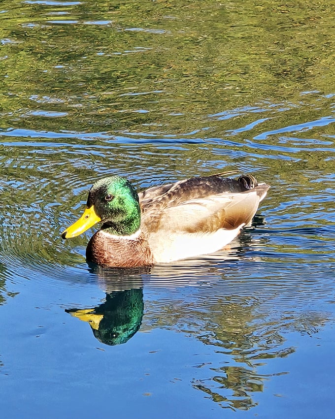 "Excuse me, I believe this is my good side." A mallard poses perfectly, creating ripples across the spring's otherwise glass-like surface.