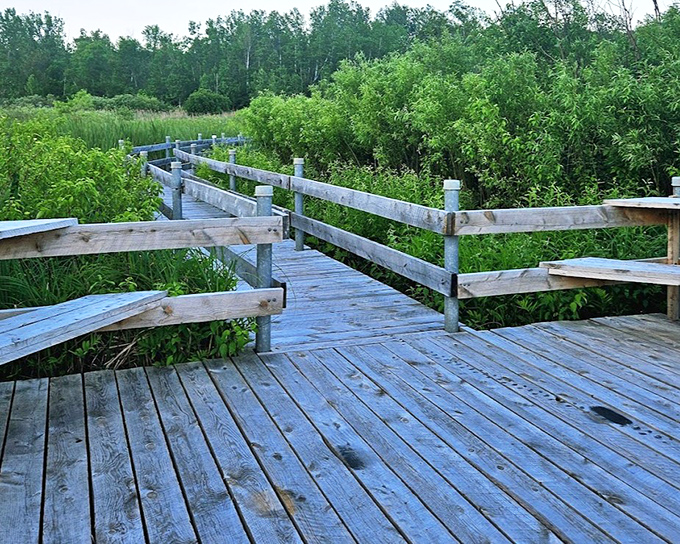 Wooden boardwalk: Nature's balance beam, where every step brings a new discovery and possibly a splinter.