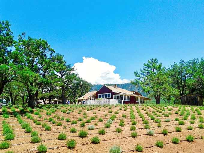 Neat lavender rows march toward distant peaks where purple blooms create Arizona's most fragrant surprise.