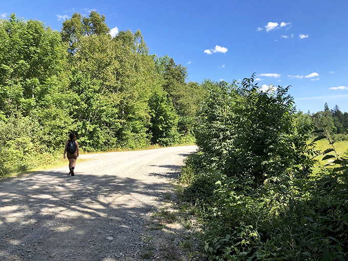 Stratton's winding trails lead through sun-dappled forests where shafts of light create natural spotlights on the forest floor.