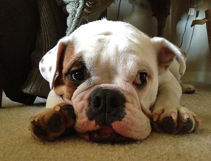 "Well, aren't you cunnin!" Look at those sweet, wrinkly little face and giant paws. Absolute cuteness overload!
