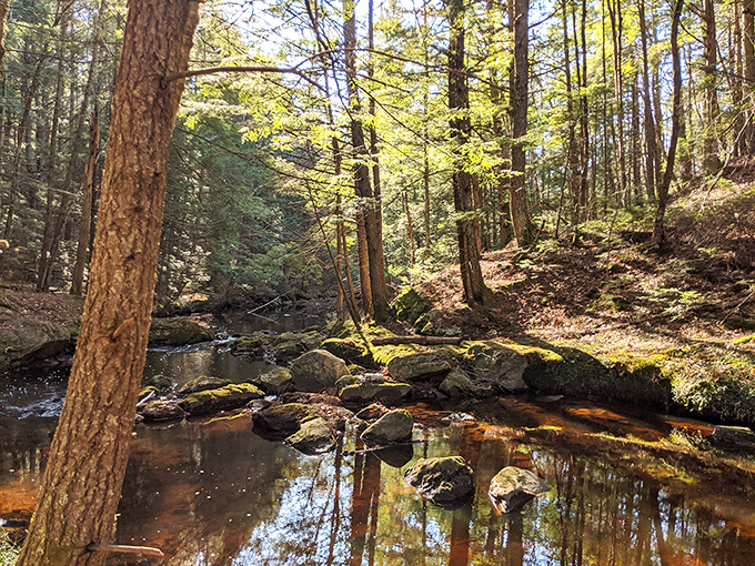 Forest streams reflecting the trees create those peaceful moments that make you forget your phone exists.