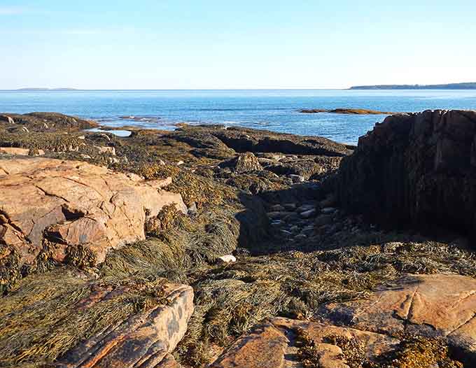 Mount Desert Island's protected coves and pine-covered shores create views that look painted rather than real.