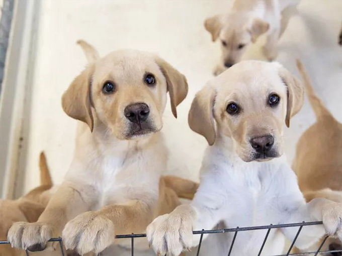 "Well, aren't you cunnin!" These two little Labs waiting for attention are the definition of puppy dog eyes. Love them!