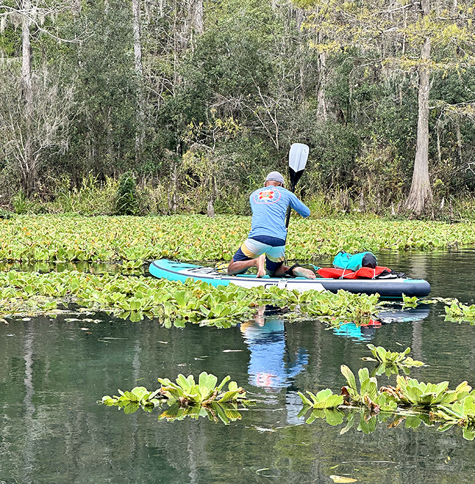 A paddleboarder navigates through water lettuce, creating ripples in what looks like nature's own floating salad bar.