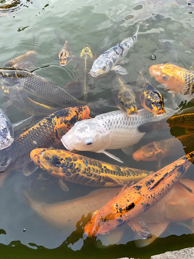 A living kaleidoscope of orange, white, and black, these aquatic celebrities create moving art as they swirl through crystal waters.