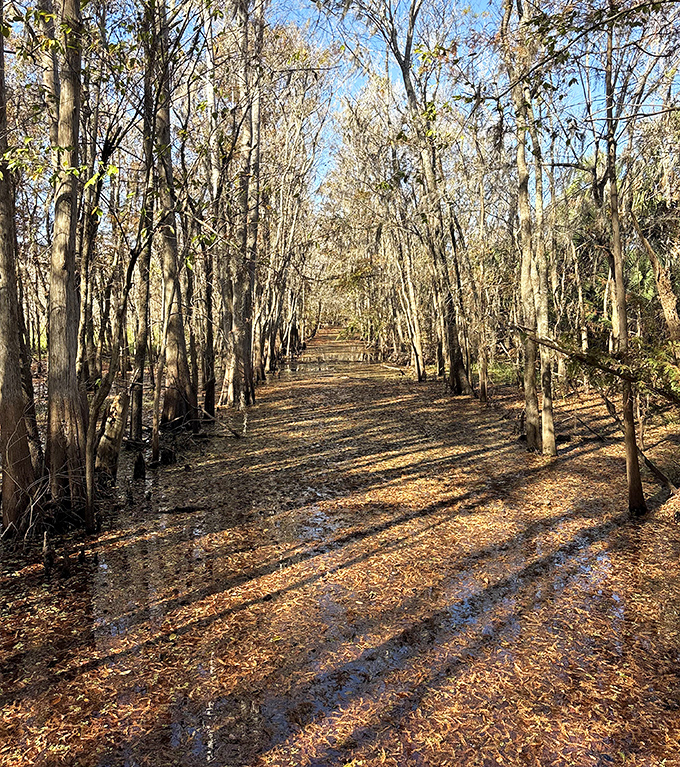 Autumn brings a subtle golden hue to the forest floor, where fallen leaves create a natural carpet through this tranquil woodland corridor.