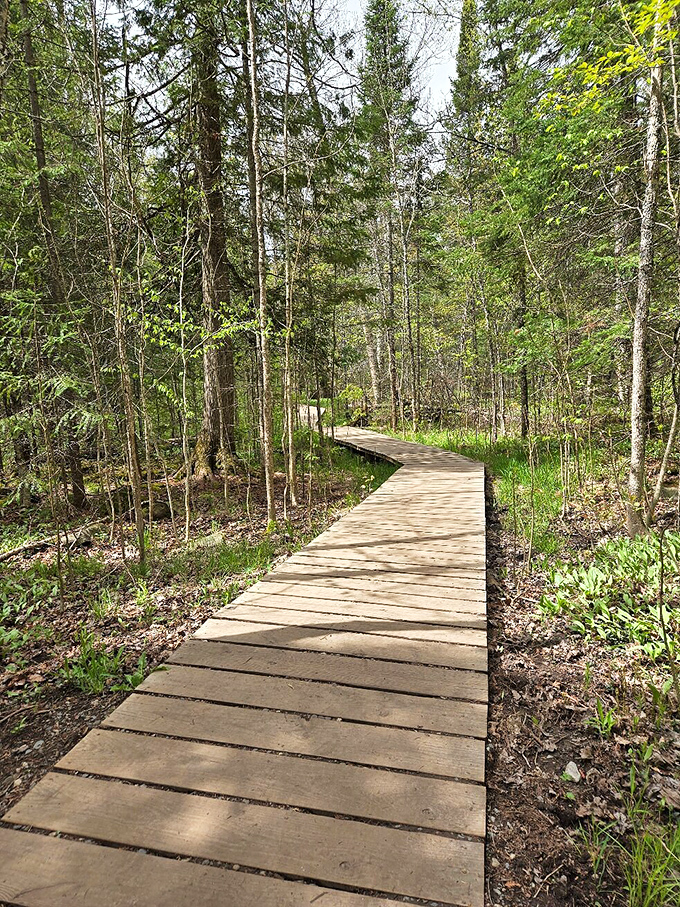 A wooden boardwalk invites exploration through the forest, promising adventure without demanding wilderness survival skills.