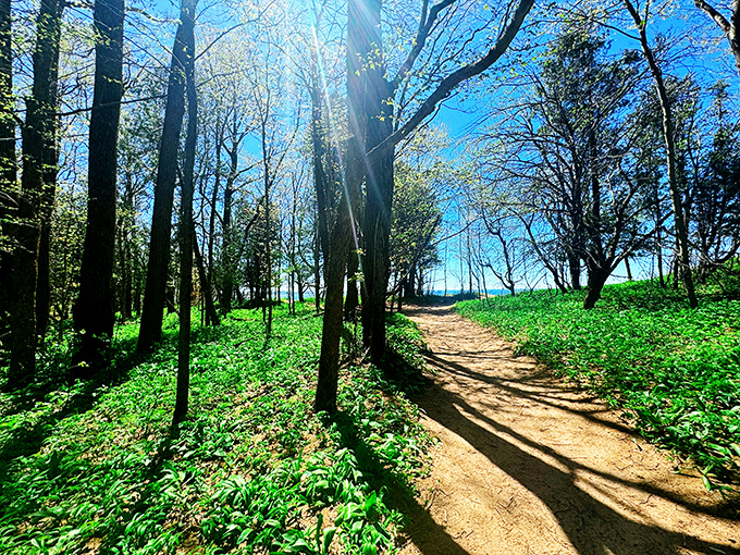 Sunlight dapples this woodland corridor, creating a natural light show that changes by the minute and season.