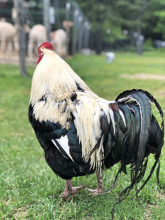 These free-range divas strut around like they're late for a meeting about who gets top billing on the farm's marquee.