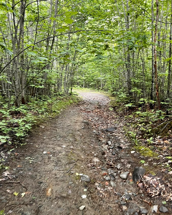 The trail approaches Daggett Rock through classic Maine woodland, where dappled sunlight plays across a path generations have walked before you.