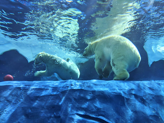 Watching polar bears glide underwater transforms your understanding of these animals from cuddly to powerful in about three seconds flat.