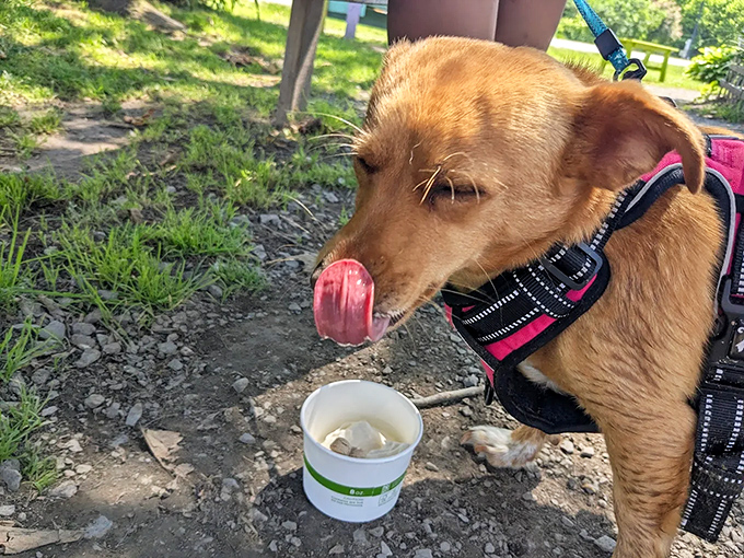 Even the four-legged customers get maple treats here, because leaving your pup out of the fun would be downright criminal in Vermont.