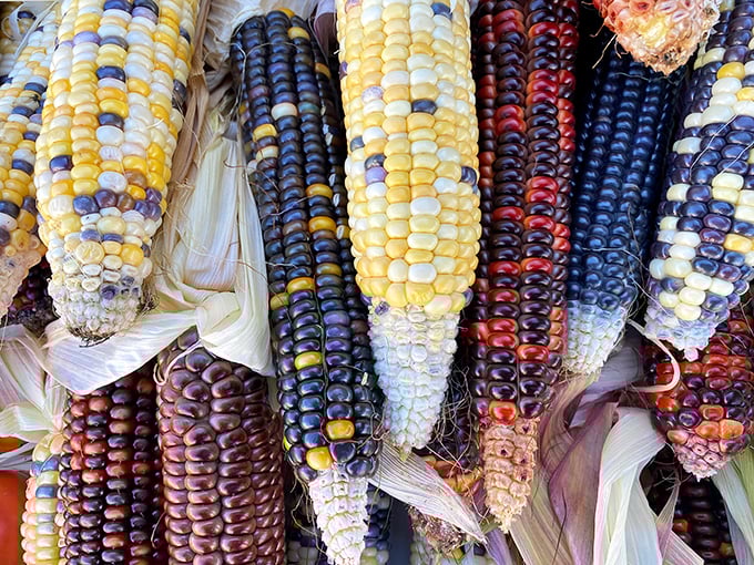 Multicolored heirloom corn varieties that look more like jewels than vegetables &ndash; a rainbow reminder of biodiversity in every kernel.