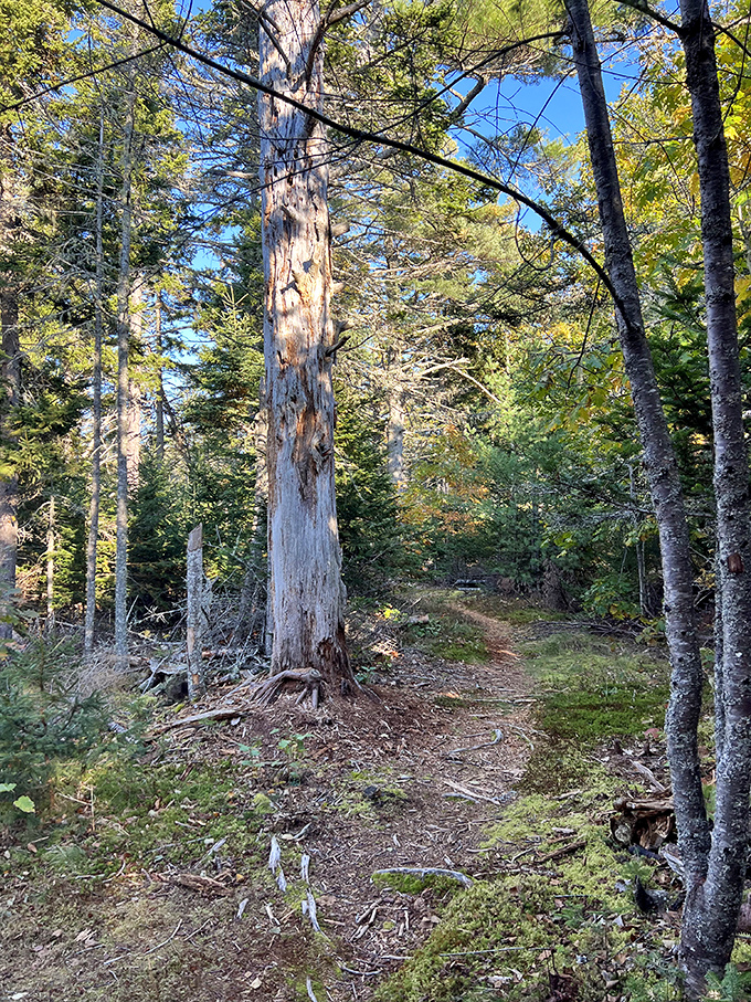Towering trees frame a path worn by countless footsteps, creating a natural cathedral where birds provide the choir music.