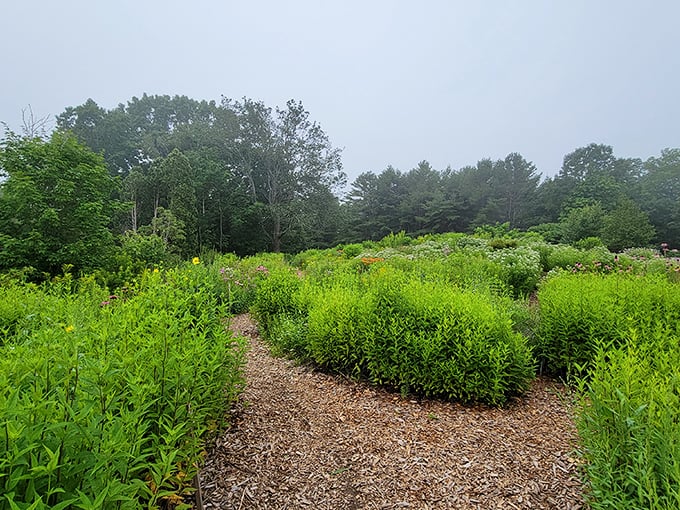 Winding trails through native wildflowers invite visitors to slow down and discover Maine's natural botanical treasures.