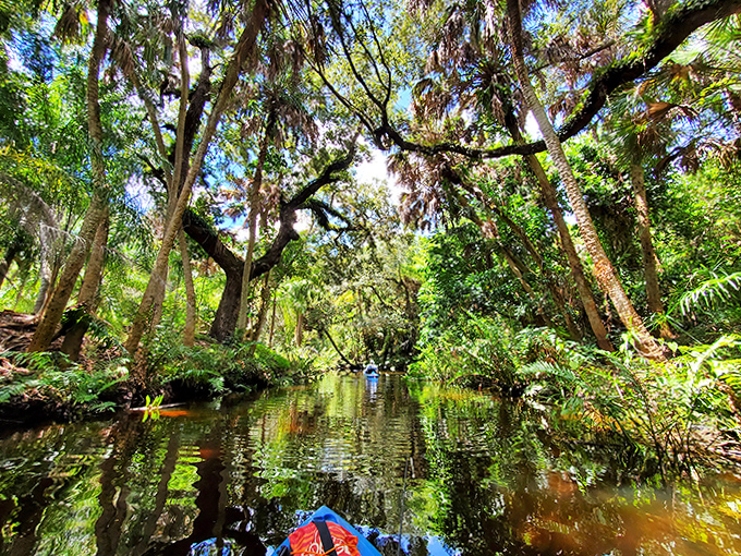 Paddling through this mirror-like waterway offers a turtle's-eye view of the lush subtropical wilderness.