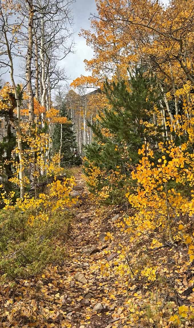 Autumn transforms these trails into tunnels of gold, where every step crunches through nature's confetti celebrating another year's grand finale.