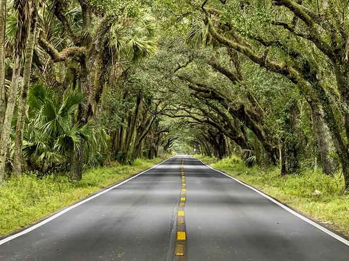 This tree tunnel looks like something from a fantasy novel, minus the dragons and with significantly better parking options for modern vehicles.
