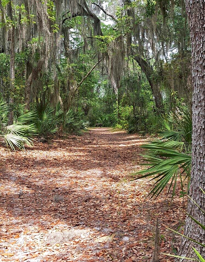 Spanish moss drapes from ancient oaks, creating natural cathedral-like spaces along trails that wind through some of Florida's most pristine ecosystems.
