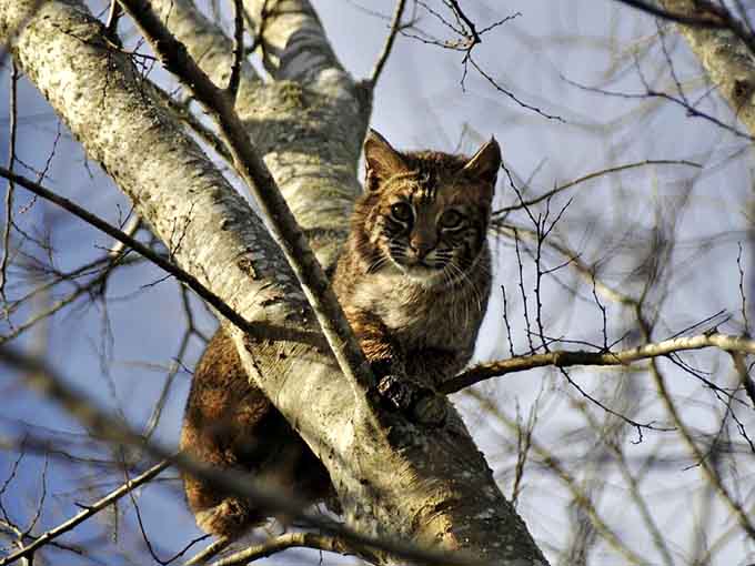 Spotting a bobcat is like winning the wildlife lottery, a rare glimpse of one of Florida's most elusive and beautiful predators.