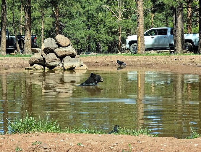 This black bear is clearly living its best life, enjoying a refreshing dip that makes you wonder who's really watching whom at this wildlife park.
