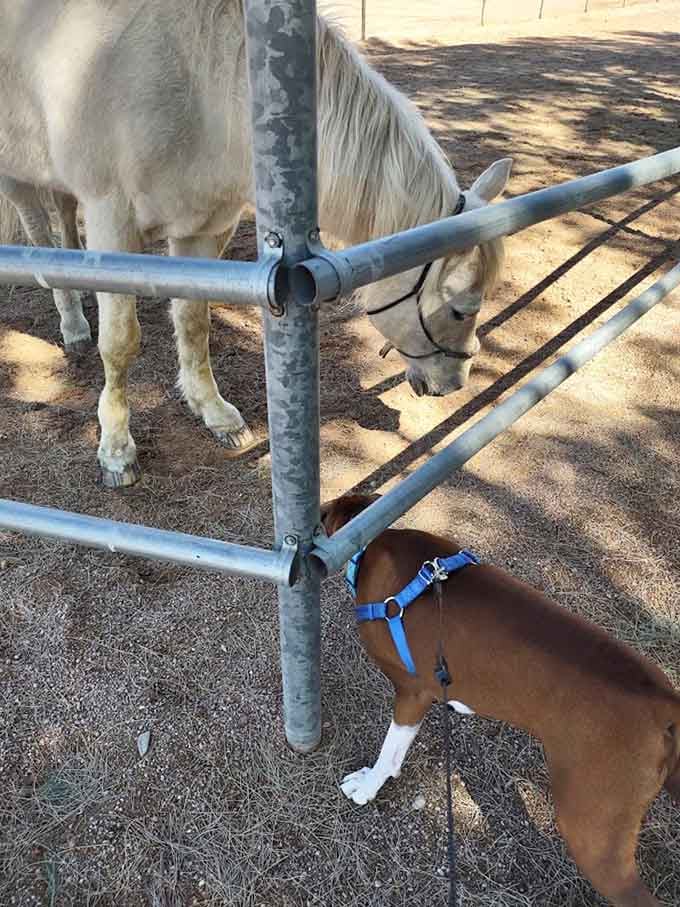 Local wildlife and friendly dogs share the trail like they're all part of one big neighborhood watch program.