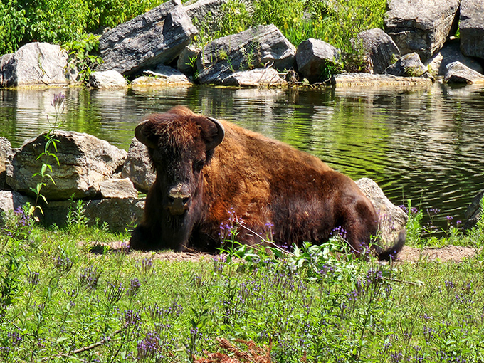 Buffalo spa day: Nothing beats lounging by the water when you're carrying around that much fur.