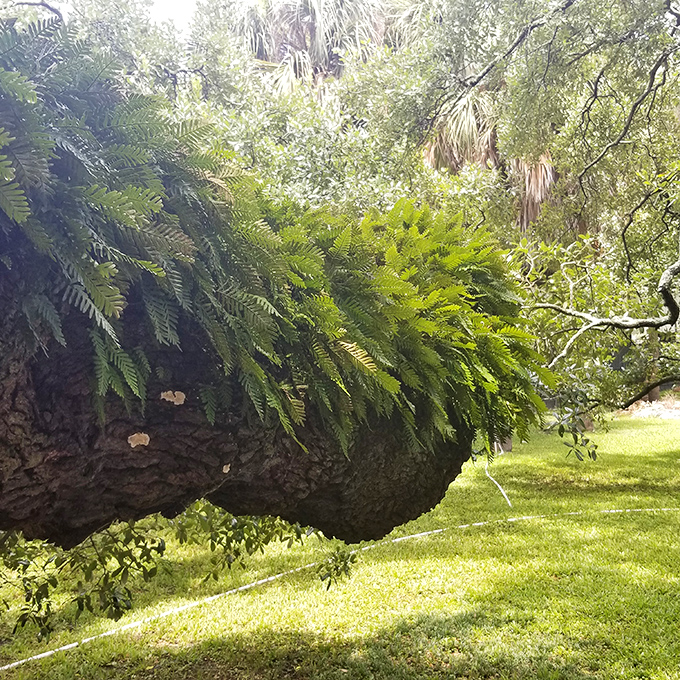 Nature's comeback kids! Resurrection ferns transform from crispy brown to vibrant green after rain, decorating the oak's massive arms.
