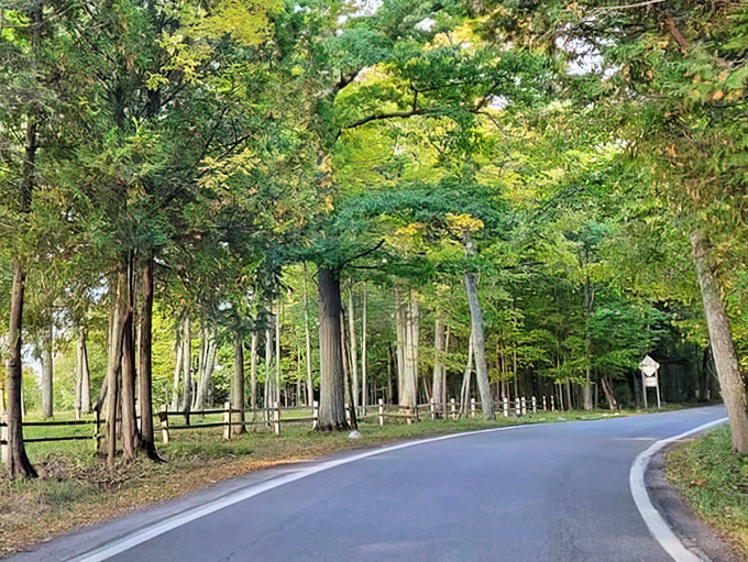 Even in the warmer months, the Tunnel of Trees provides cool shade and dappled sunlight for a refreshing northern Michigan drive.
