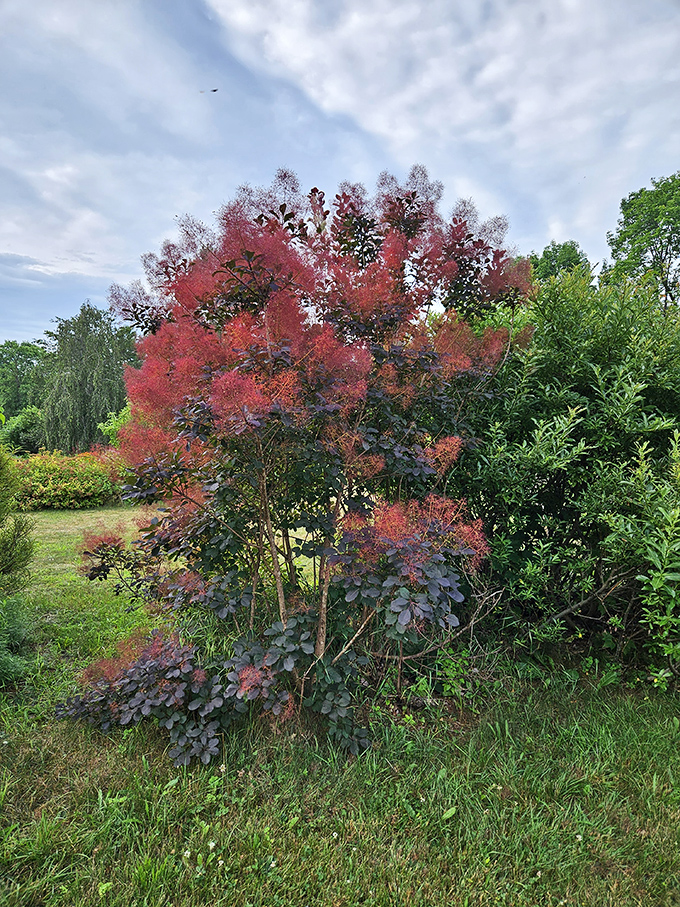 This smoke tree looks like it's caught mid-explosion, its feathery plumes creating a purple haze that would make Jimi Hendrix proud.