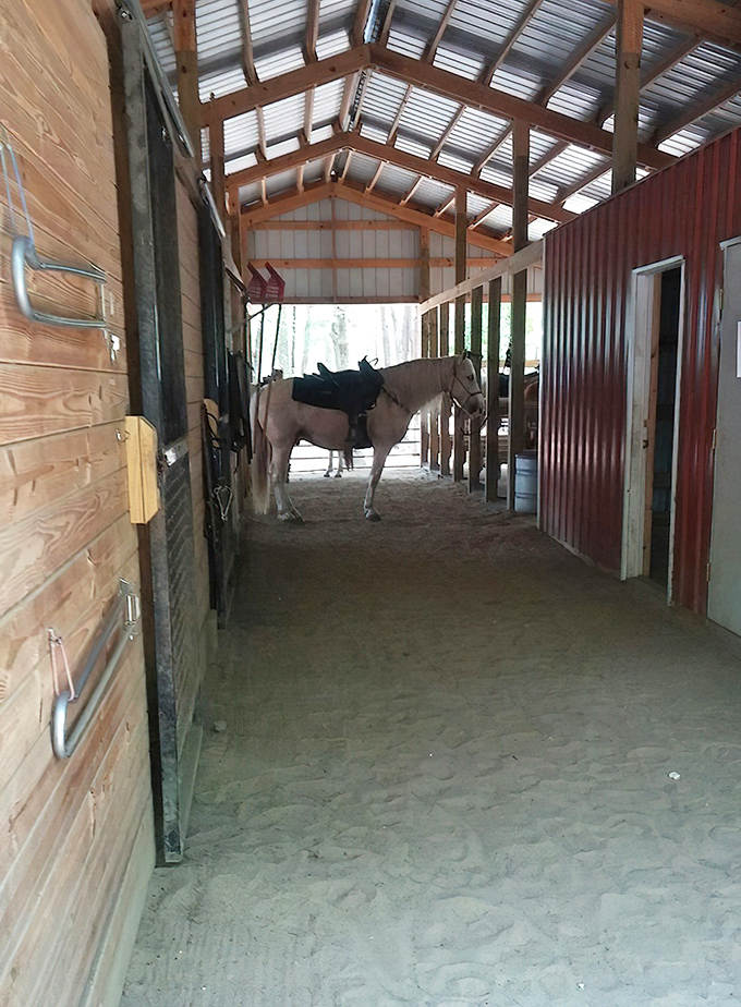A gentle horse waits patiently in the rustic stables, ready to carry the next group of explorers through scenic woodland trails.