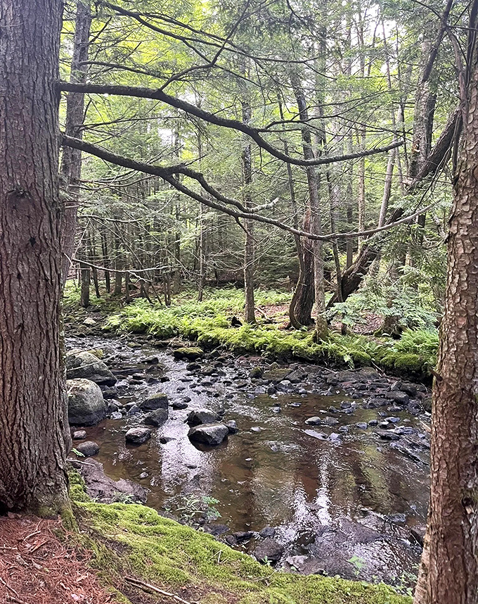 Maine's pristine streams offer front-row seats to nature's ongoing masterpiece &ndash; clear enough to count pebbles, cold enough to wake dreams.