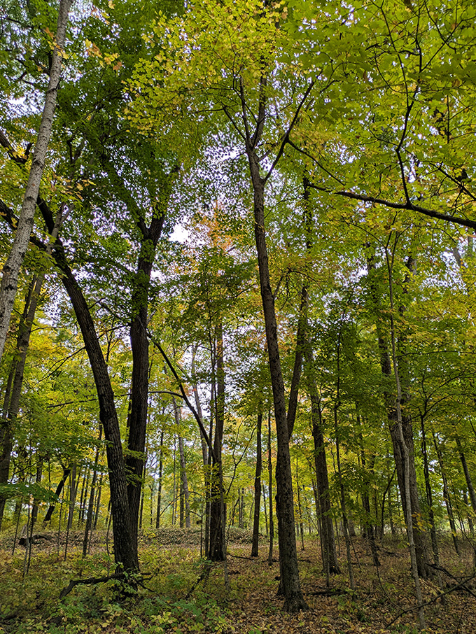 Looking upward through the forest canopy reveals nature's stained glass ceiling. These trees have stood watch over the ancient mounds through countless seasons of change.