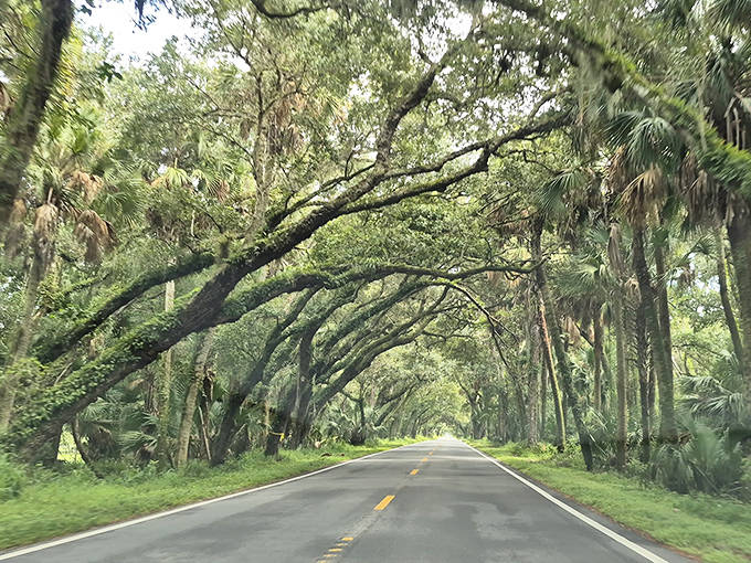 This natural tunnel of banyan trees and oaks creates a microclimate several degrees cooler than the surrounding area &ndash; nature's own air conditioning.