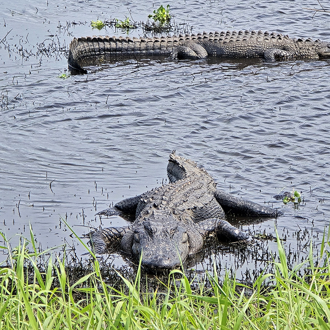 Florida's unofficial welcoming committee: sunbathing alligators demonstrate the art of relaxation while maintaining a respectful distance from visitors.