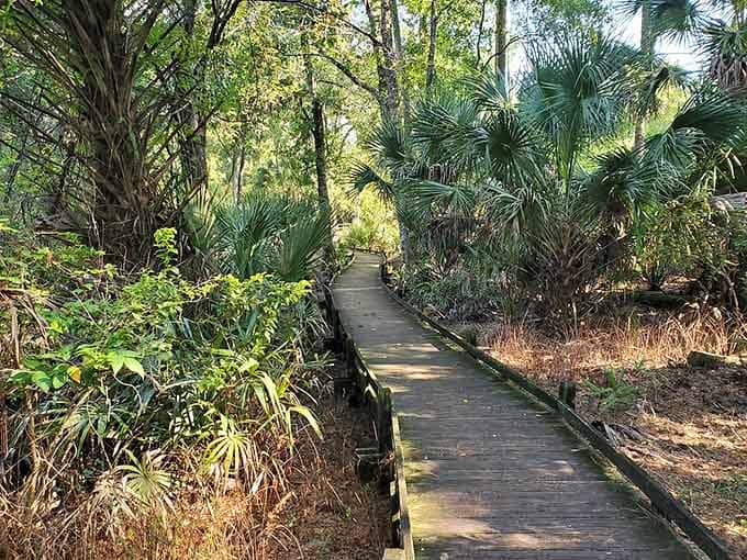 This boardwalk winds through the forest like nature's red carpet, offering front-row seats to Florida's wild side without requiring hiking boots or bug spray battles.