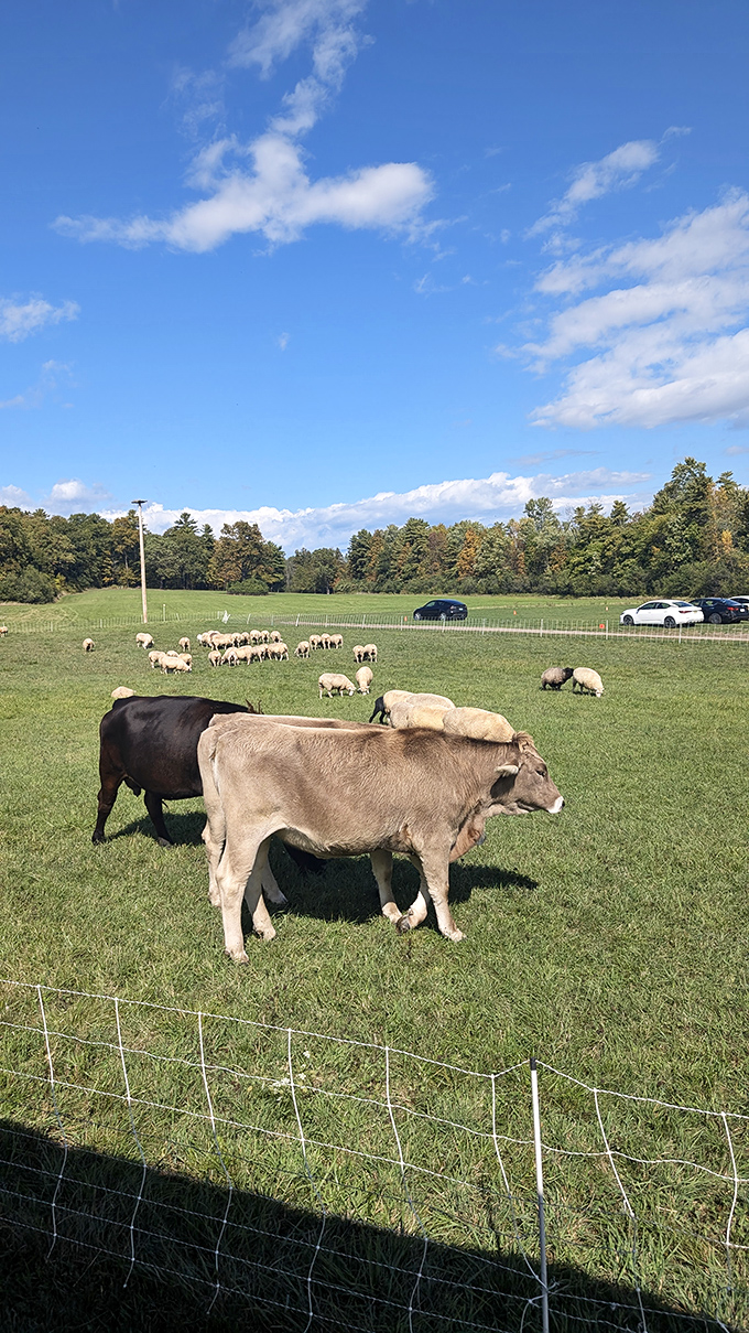 Pastoral perfection: Contented cows and sheep graze peacefully, living their best farm lives while visitors snap endless photos.
