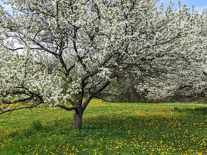 Spring's ephemeral beauty bursts forth as flowering crabapple trees create a canopy of blossoms above a carpet of cheerful dandelions.