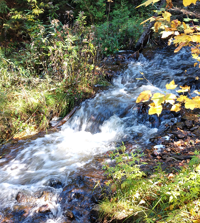 Autumn leaves add golden highlights to the rushing creek, nature's own seasonal color palette on full display.